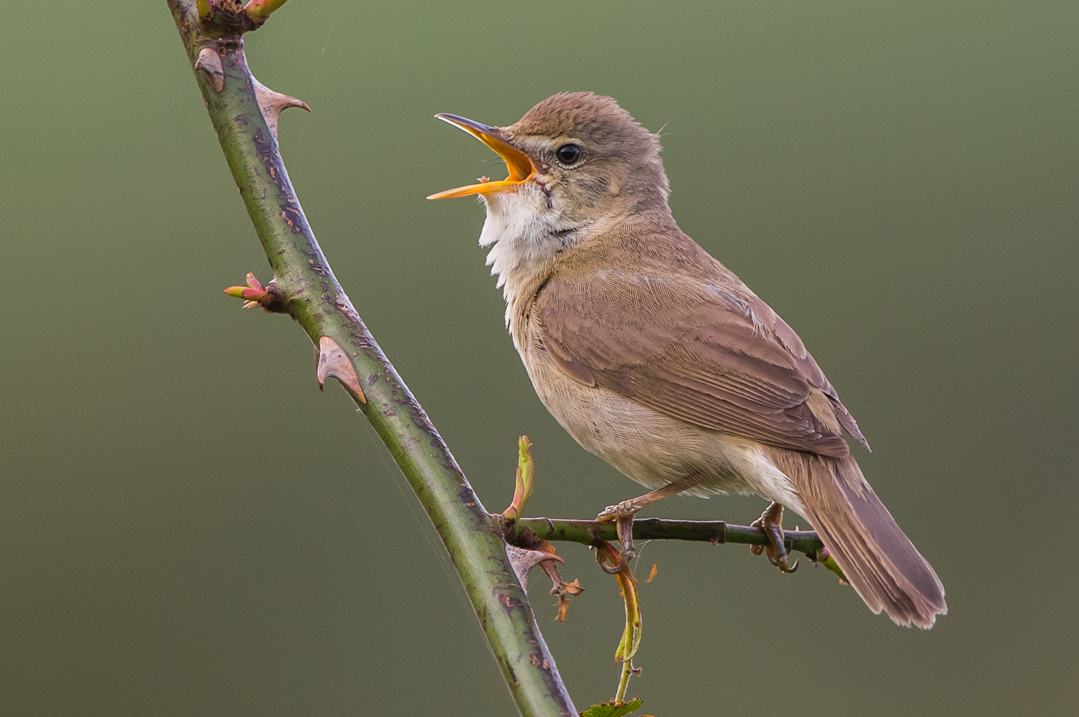Details : Blyth's Reed Warbler - BirdGuides
