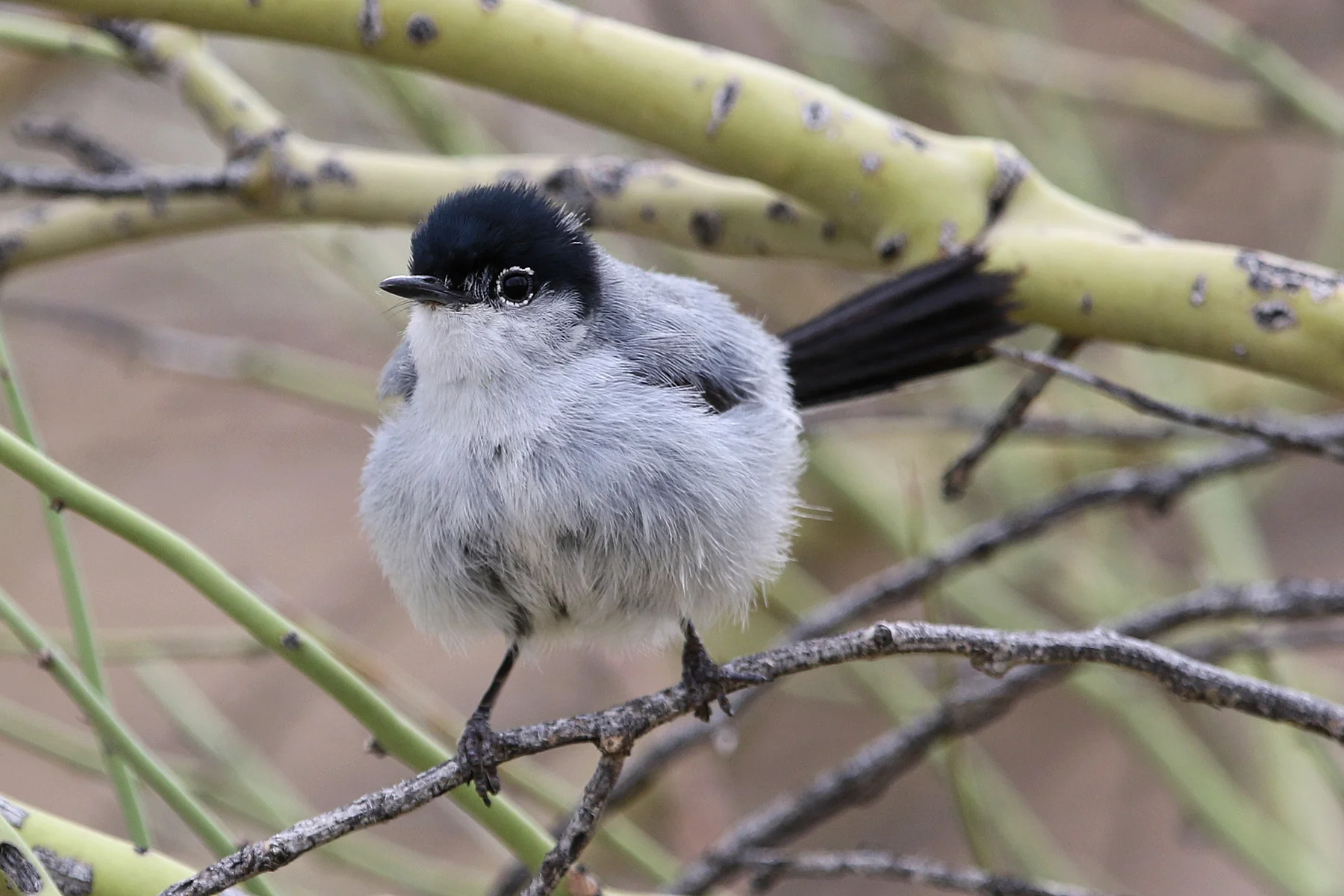 Details : Black-tailed Gnatcatcher - BirdGuides