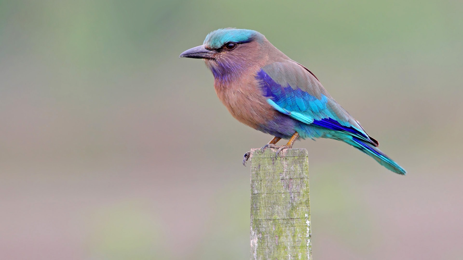 Indochinese Roller by Kit Day - BirdGuides