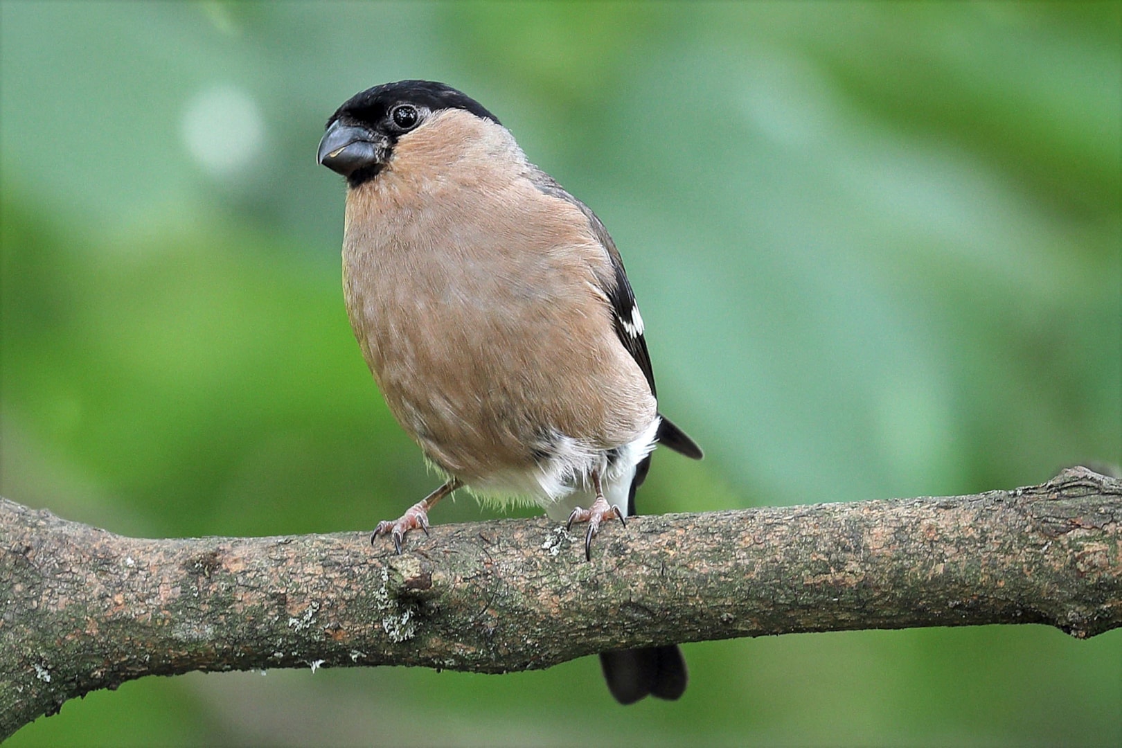 Northern Bullfinch by PETER MILES - BirdGuides