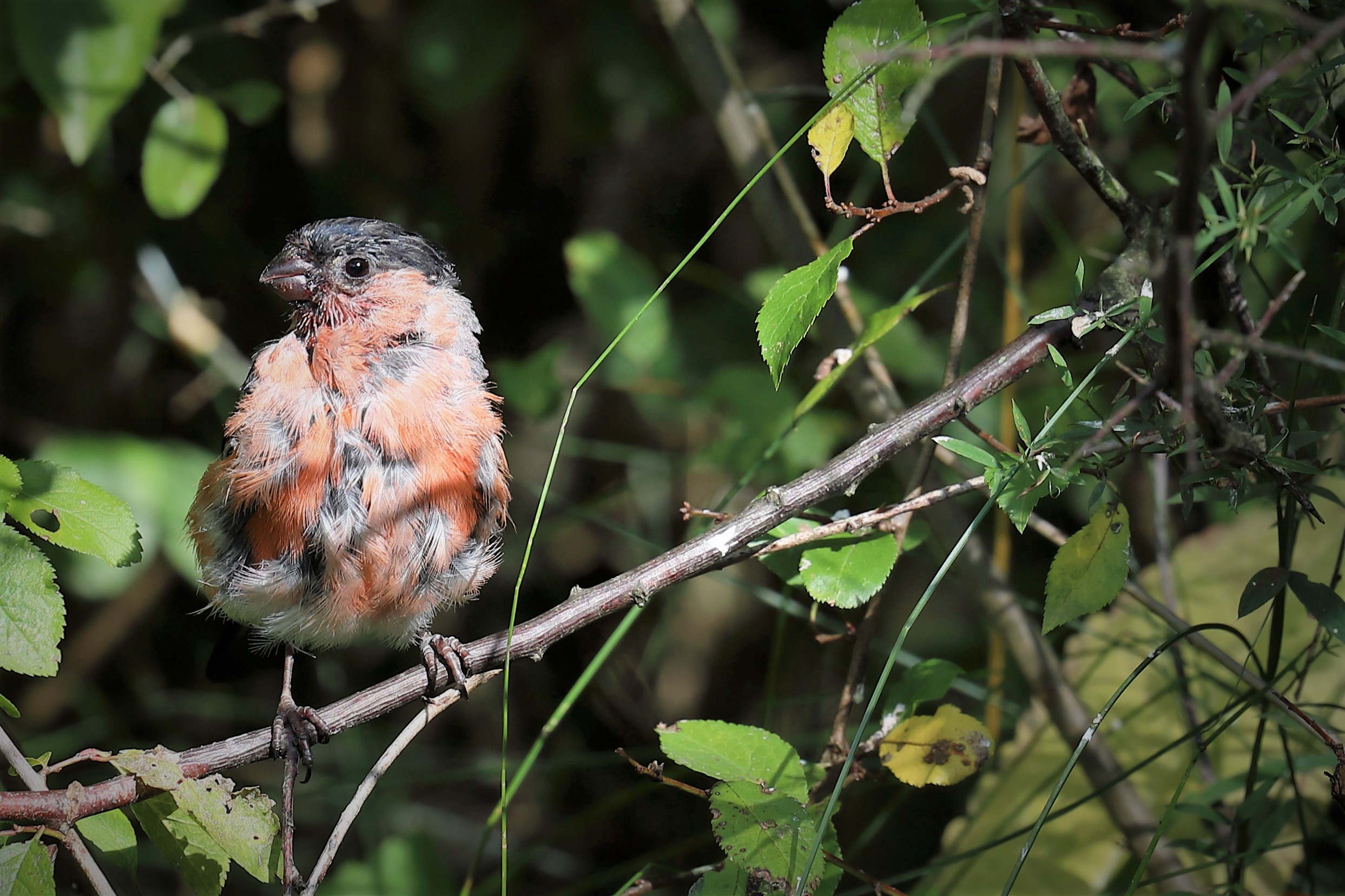 Details : Northern Bullfinch - BirdGuides