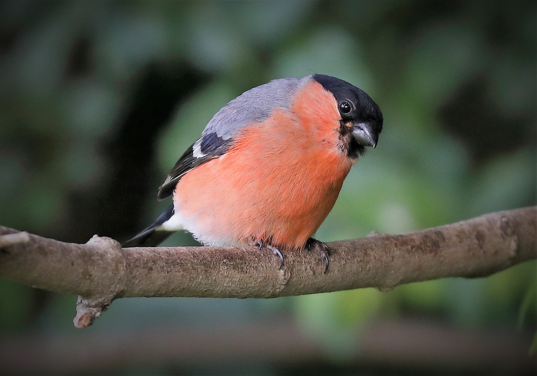 Northern Bullfinch by PETER MILES - BirdGuides