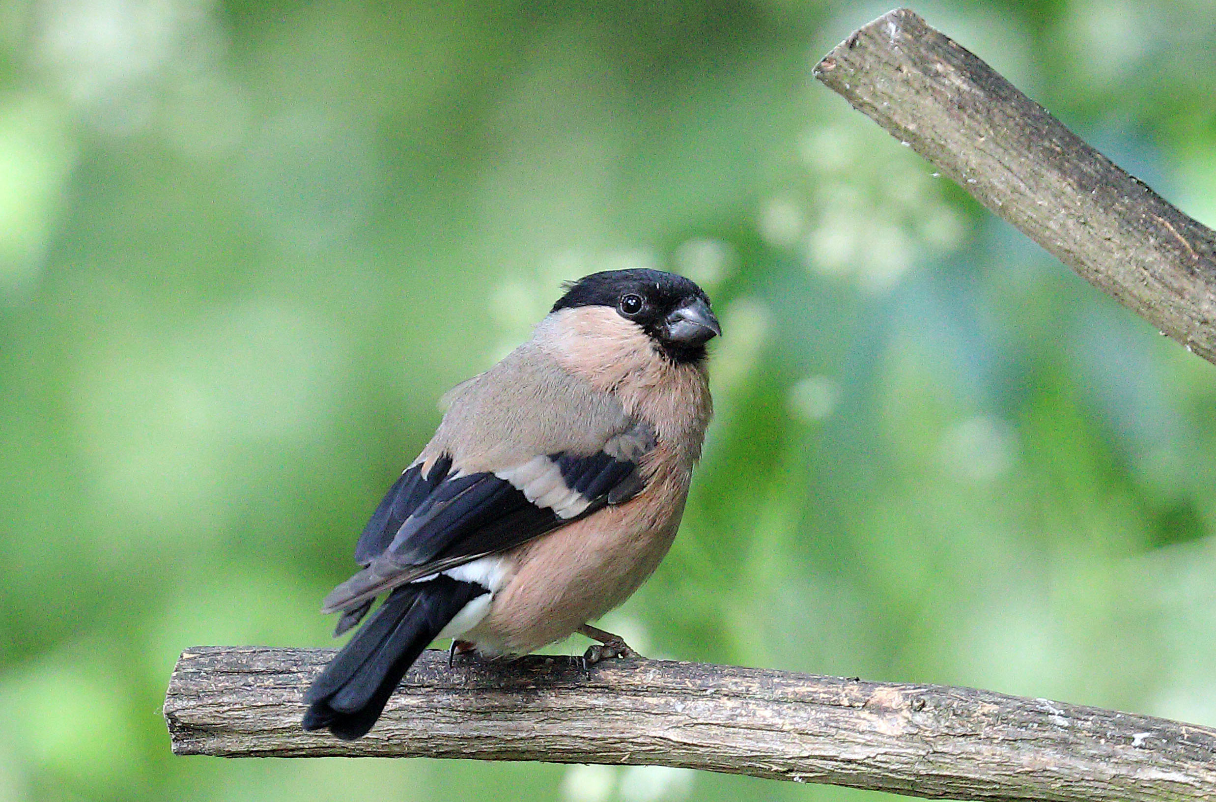 Details : Northern Bullfinch - BirdGuides