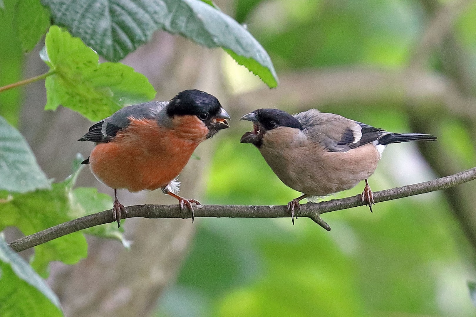 Eurasian Bullfinch by PETER MILES - BirdGuides
