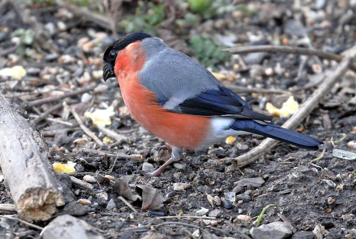 Common Bullfinch by PETER MILES - BirdGuides