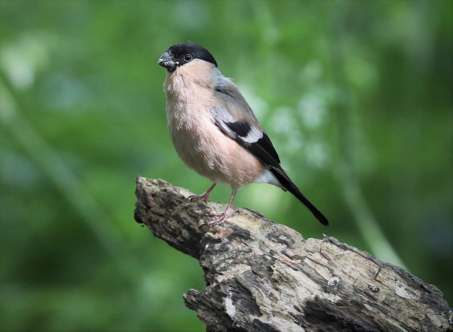 Northern Bullfinch by PETER MILES - BirdGuides