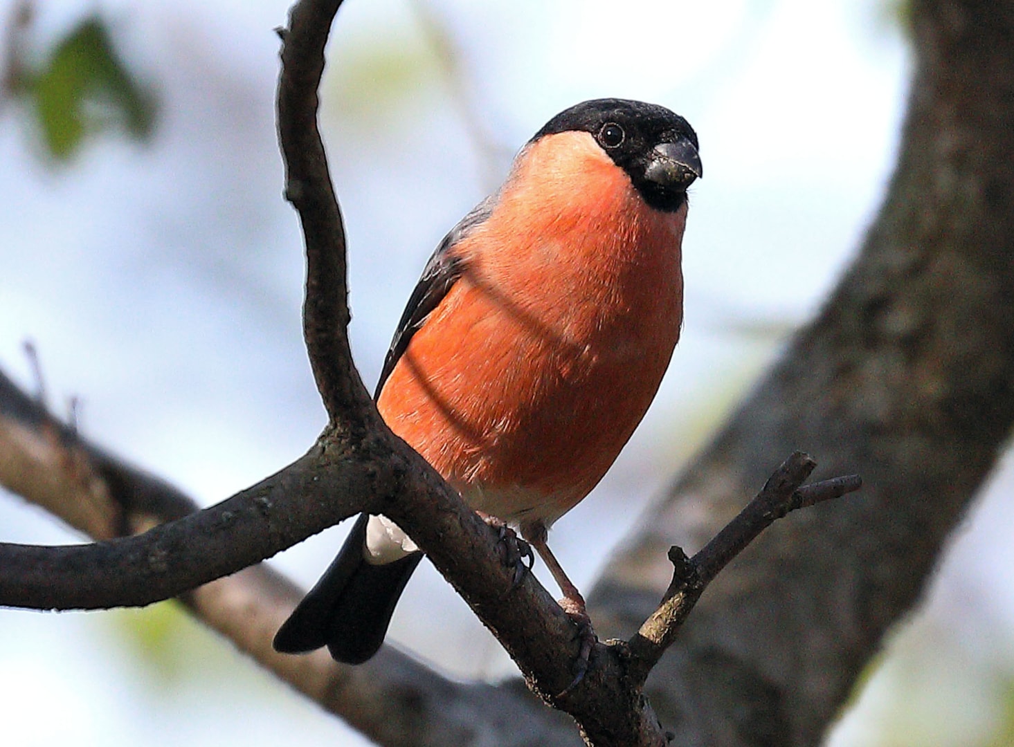 Eurasian Bullfinch by PETER MILES - BirdGuides