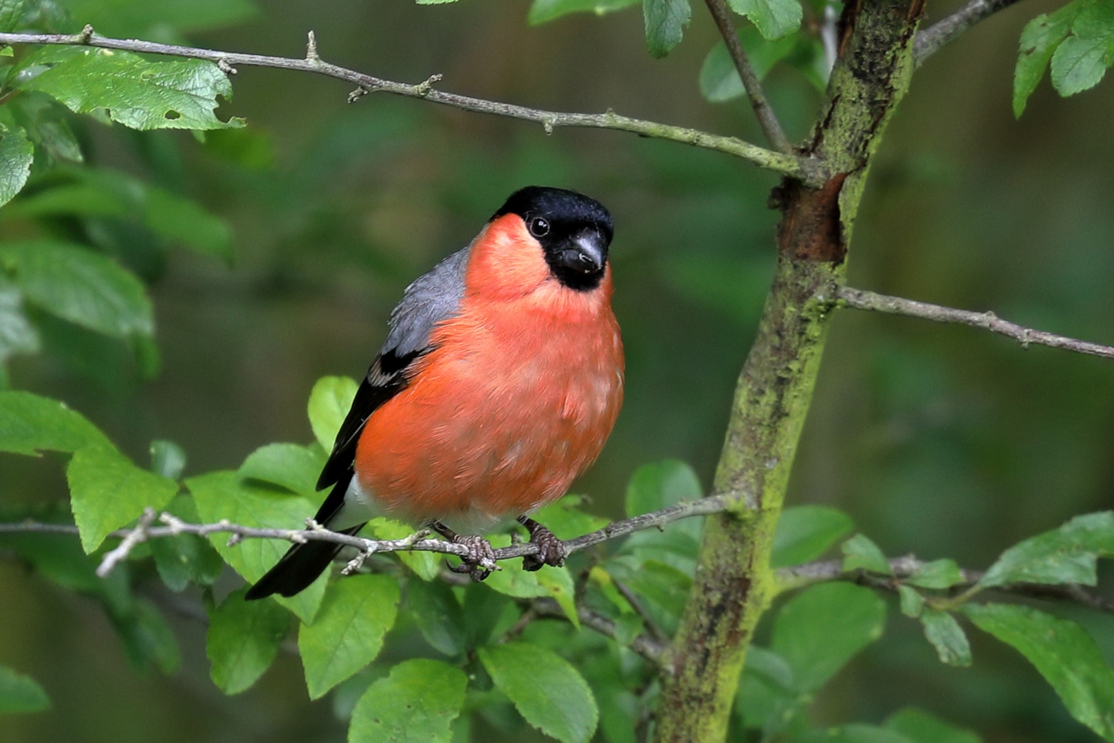 Eurasian Bullfinch by PETER MILES - BirdGuides