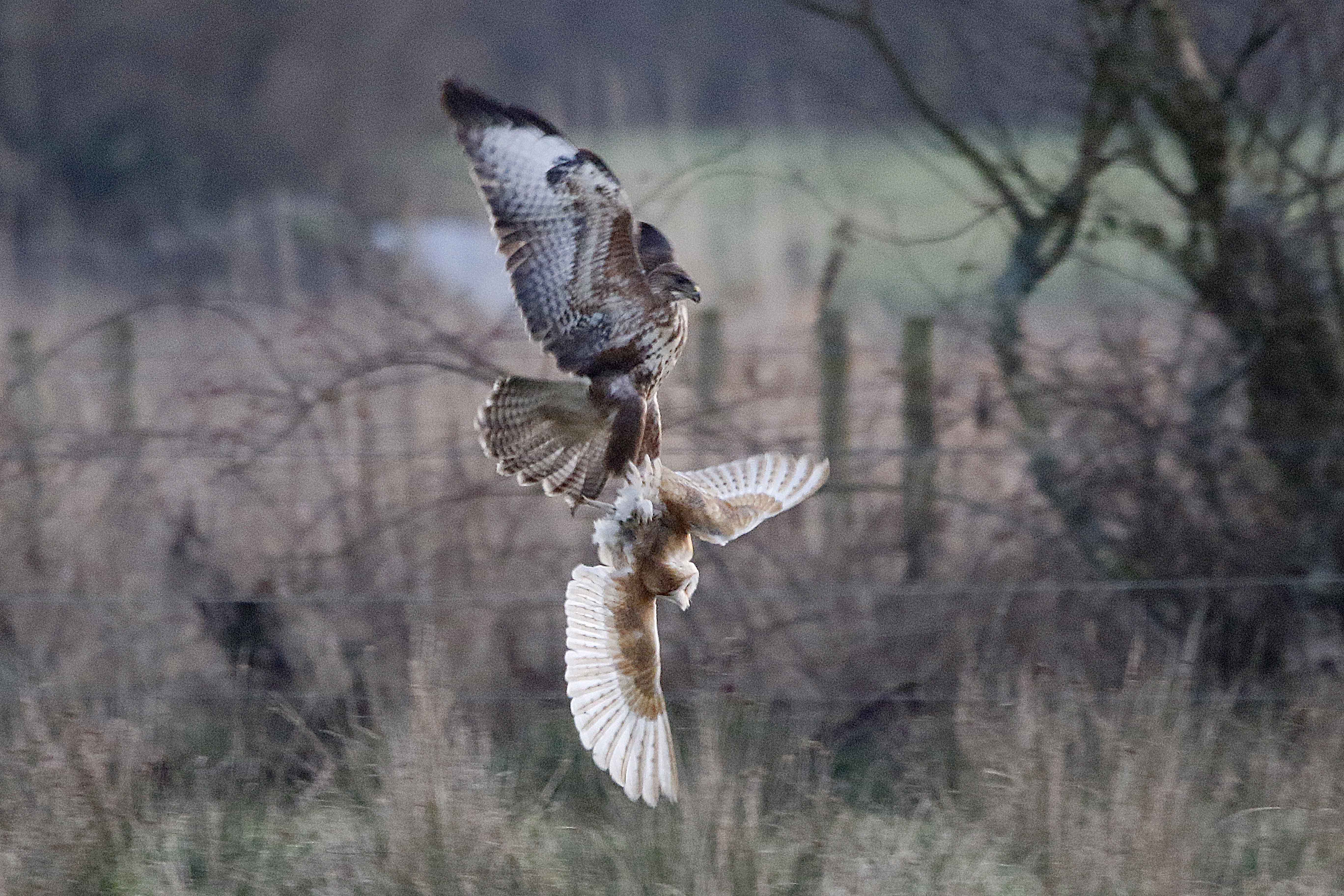 Common Buzzard by Allan Wilson - BirdGuides