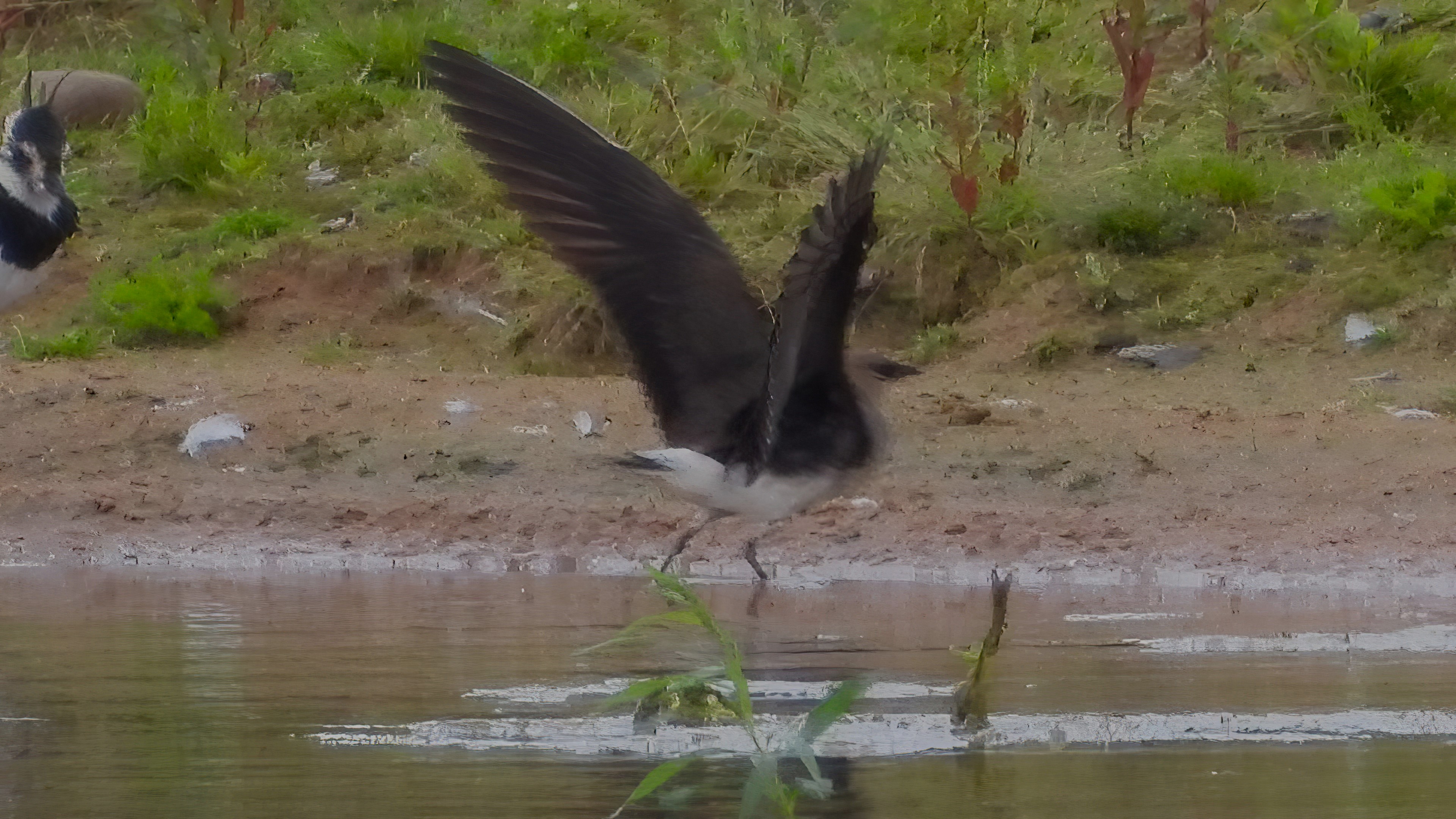 Black-winged Pratincole by Stephen Pogson - BirdGuides