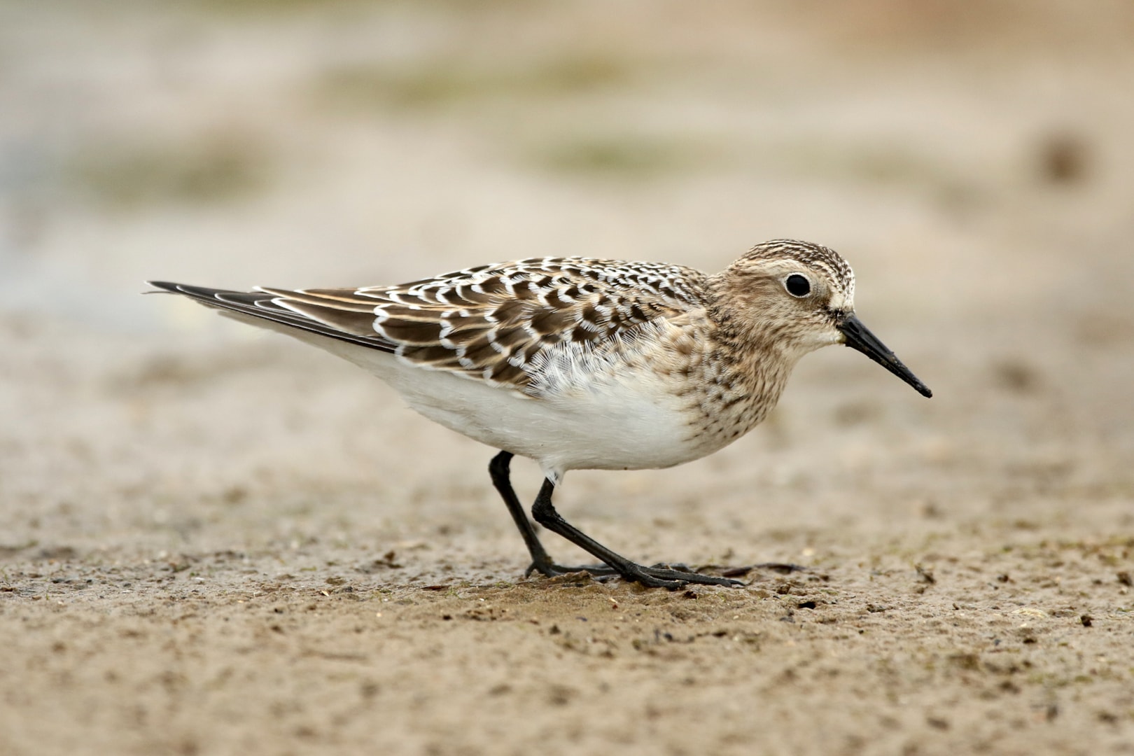 Baird S Sandpiper By Dominic Mitchell Birdguides
