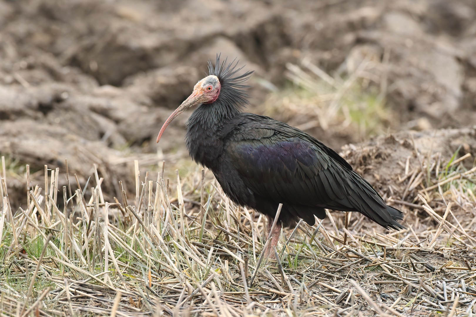 Northern Bald Ibis by Tom Tams - BirdGuides