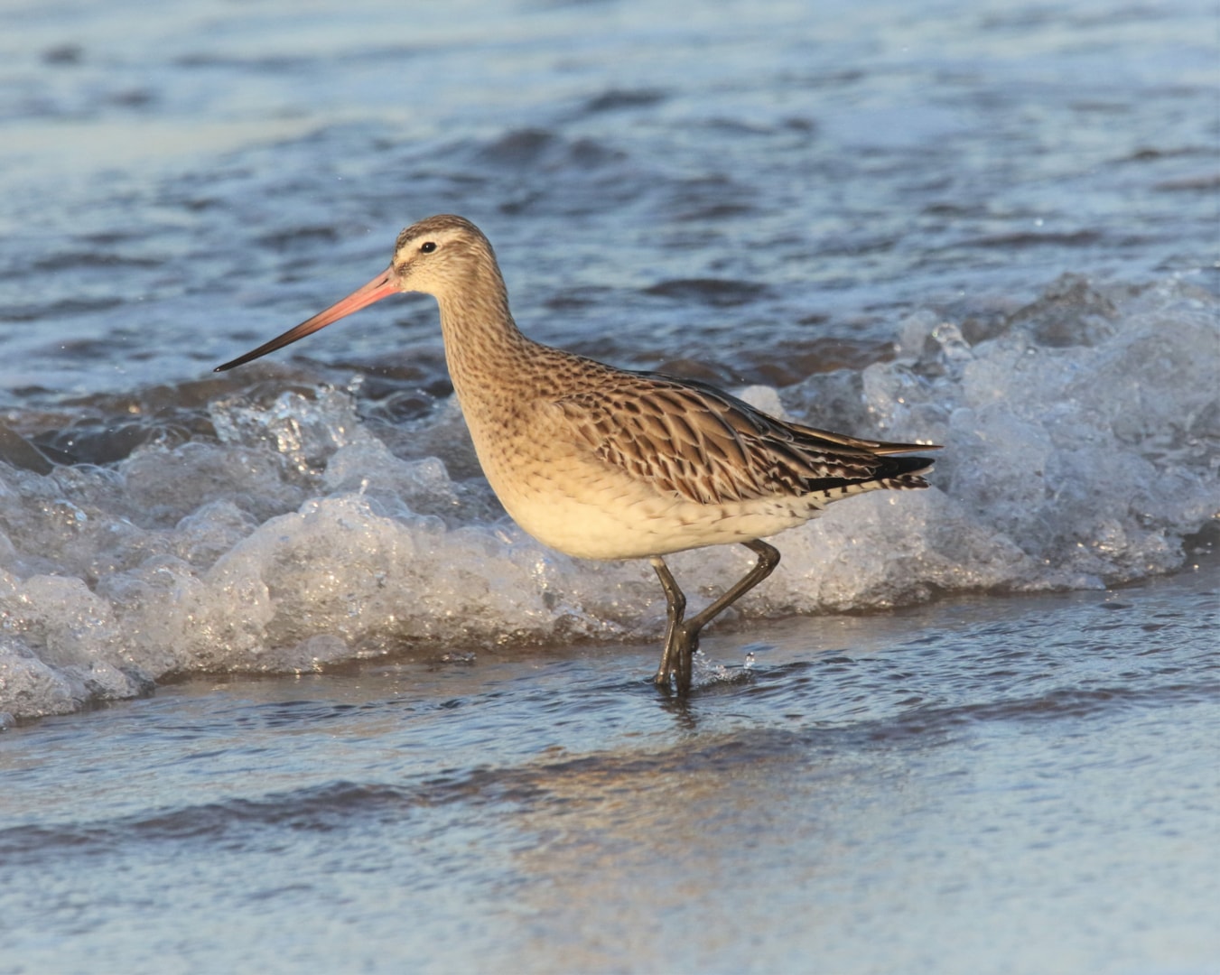 Bar-tailed Godwit by Andrew Dodd - BirdGuides