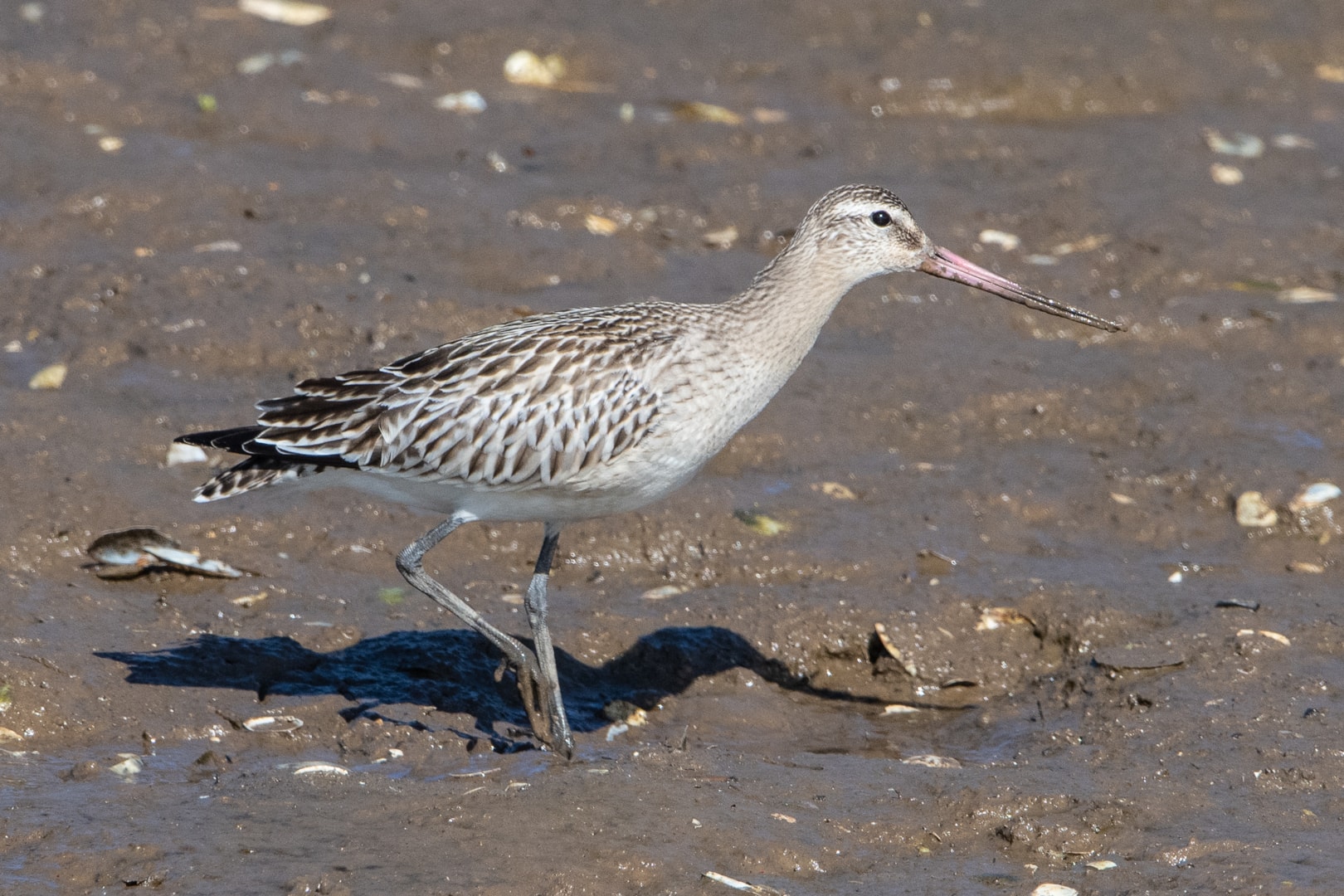 Bar-tailed Godwit by Jim Mountain - BirdGuides