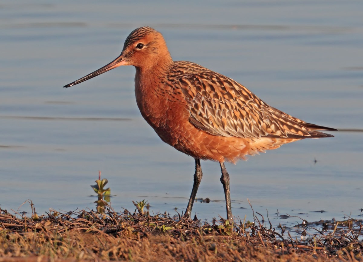 Bar-tailed Godwit by Stephen Burch - BirdGuides