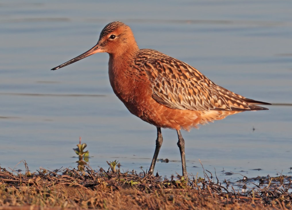 Bar-tailed Godwit by Stephen Burch - BirdGuides