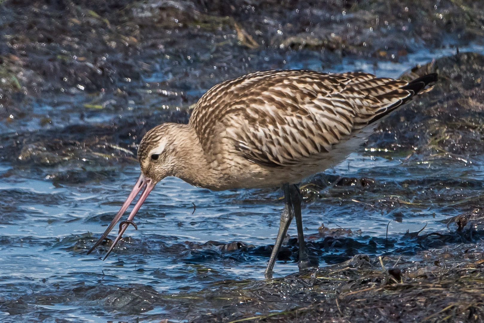 Bar-tailed Godwit by Jim Mountain - BirdGuides