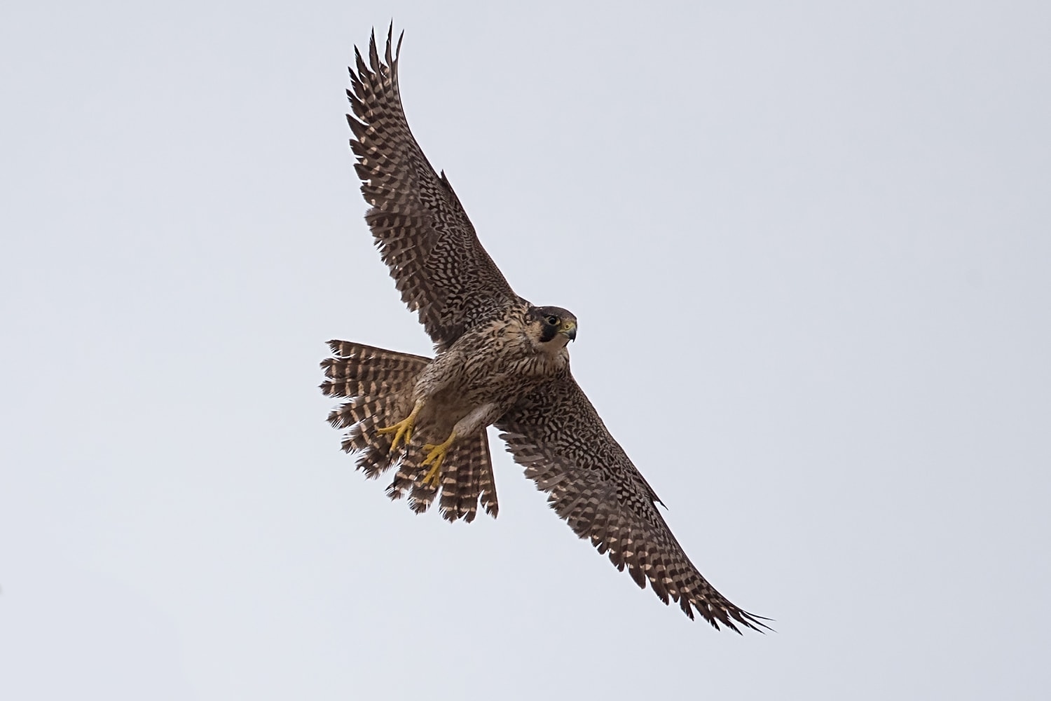 Barbary Falcon by Stephen Daly - BirdGuides