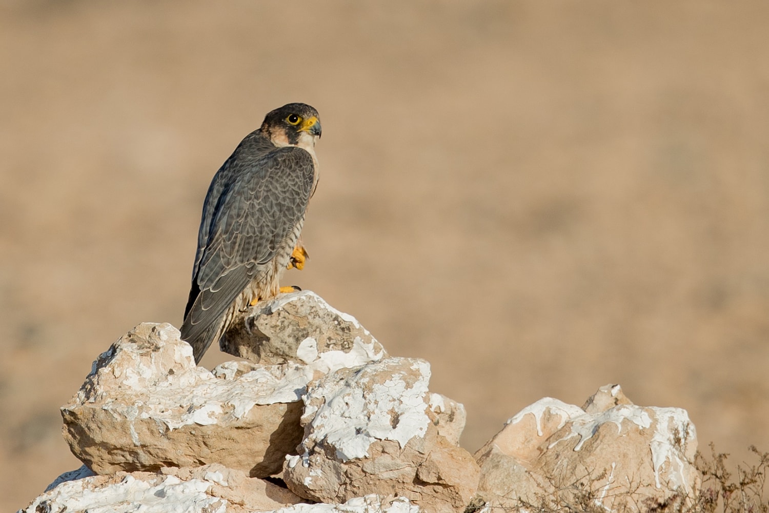 Barbary Falcon by Stephen Daly - BirdGuides
