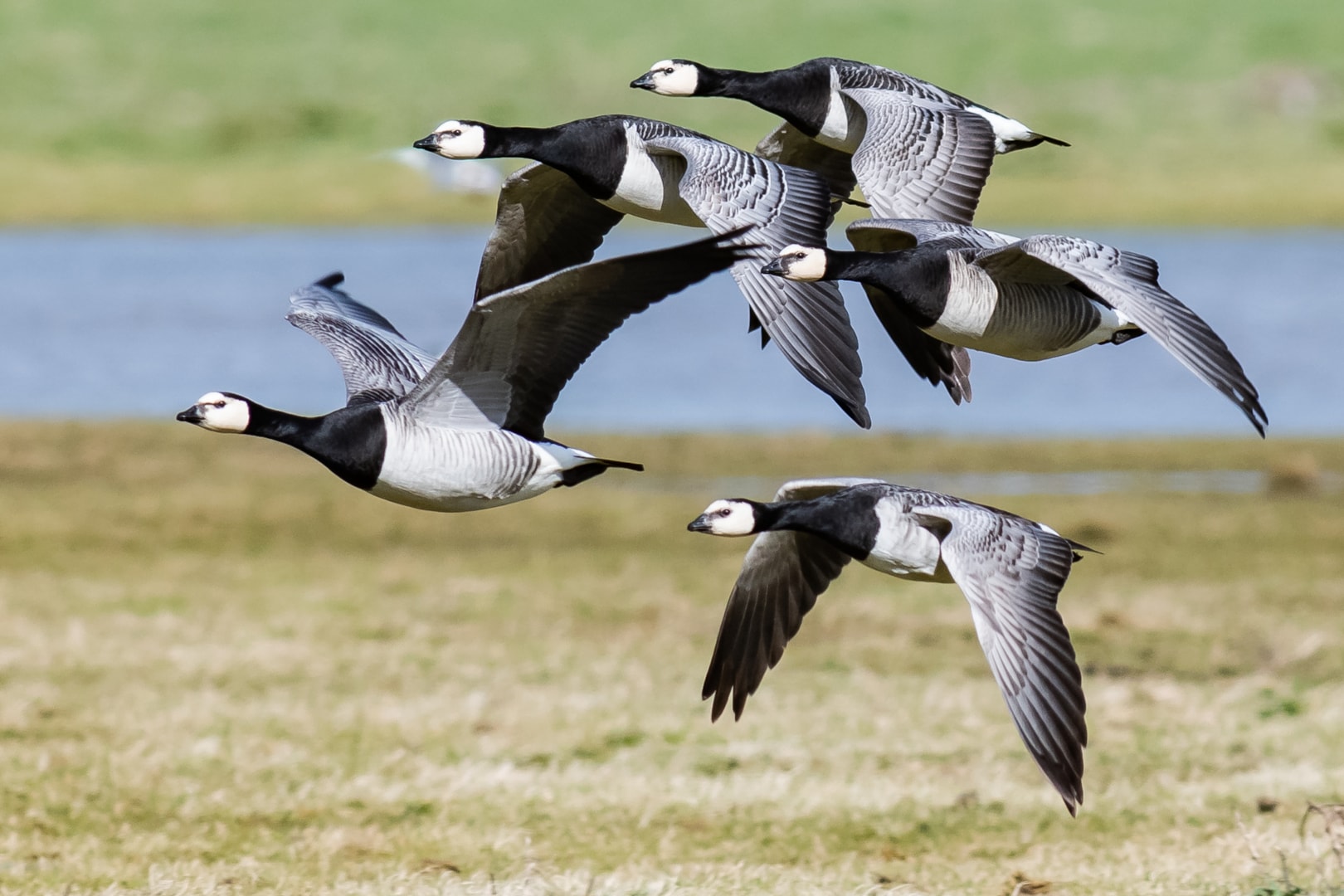 Barnacle Goose by Geoff Snowball - BirdGuides