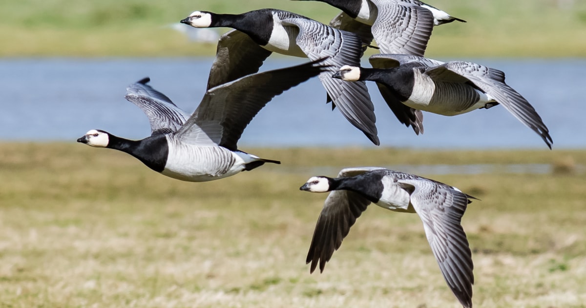 Warming Arctic encourages migrating geese to adjust their route ...