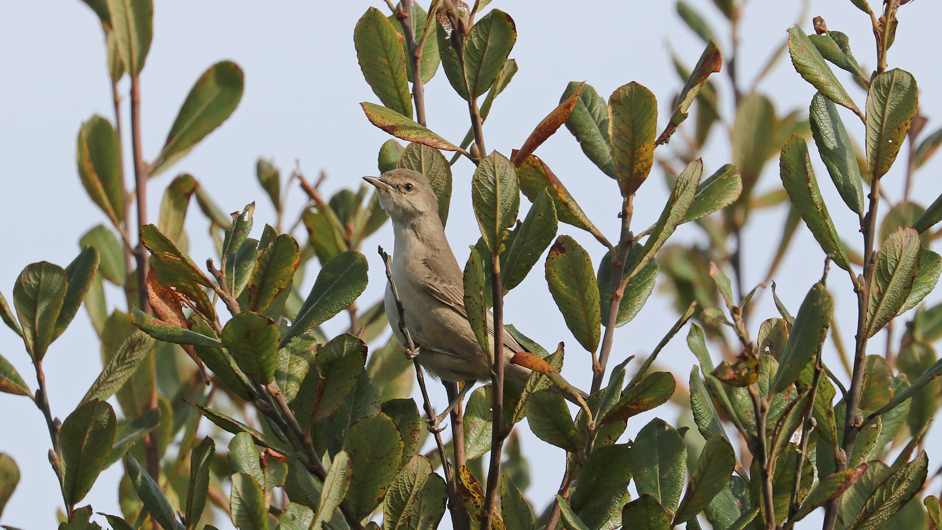 Barred Warbler by Rik Addison - BirdGuides