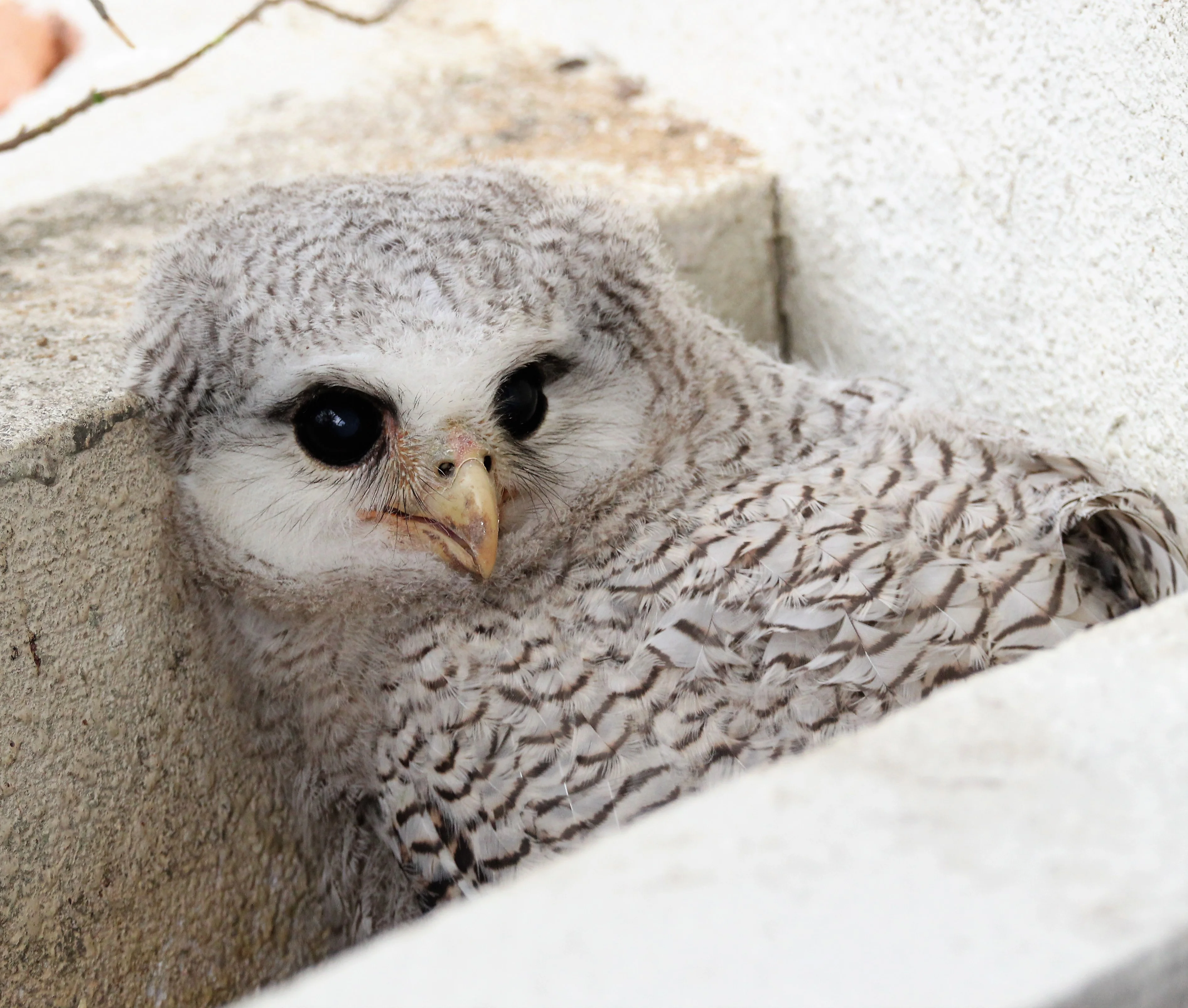 Details : Barred Eagle-Owl - BirdGuides