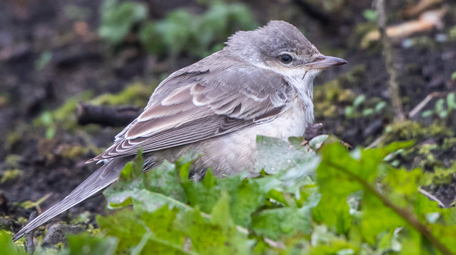 Barred Warbler by Peter Garrity - BirdGuides