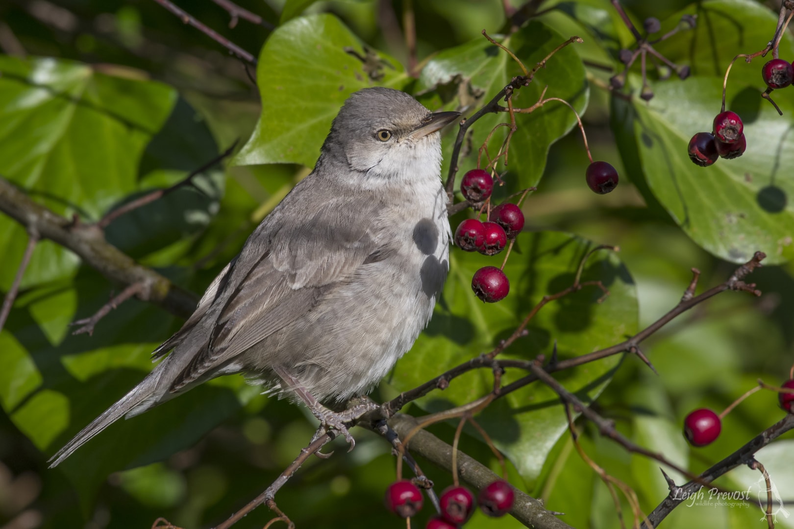 Barred Warbler by Leigh Prevost - BirdGuides