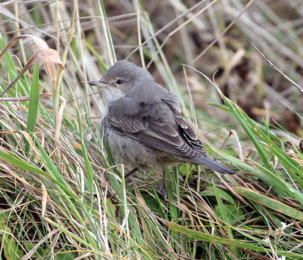 Barred Warbler by Brendan Doe - BirdGuides