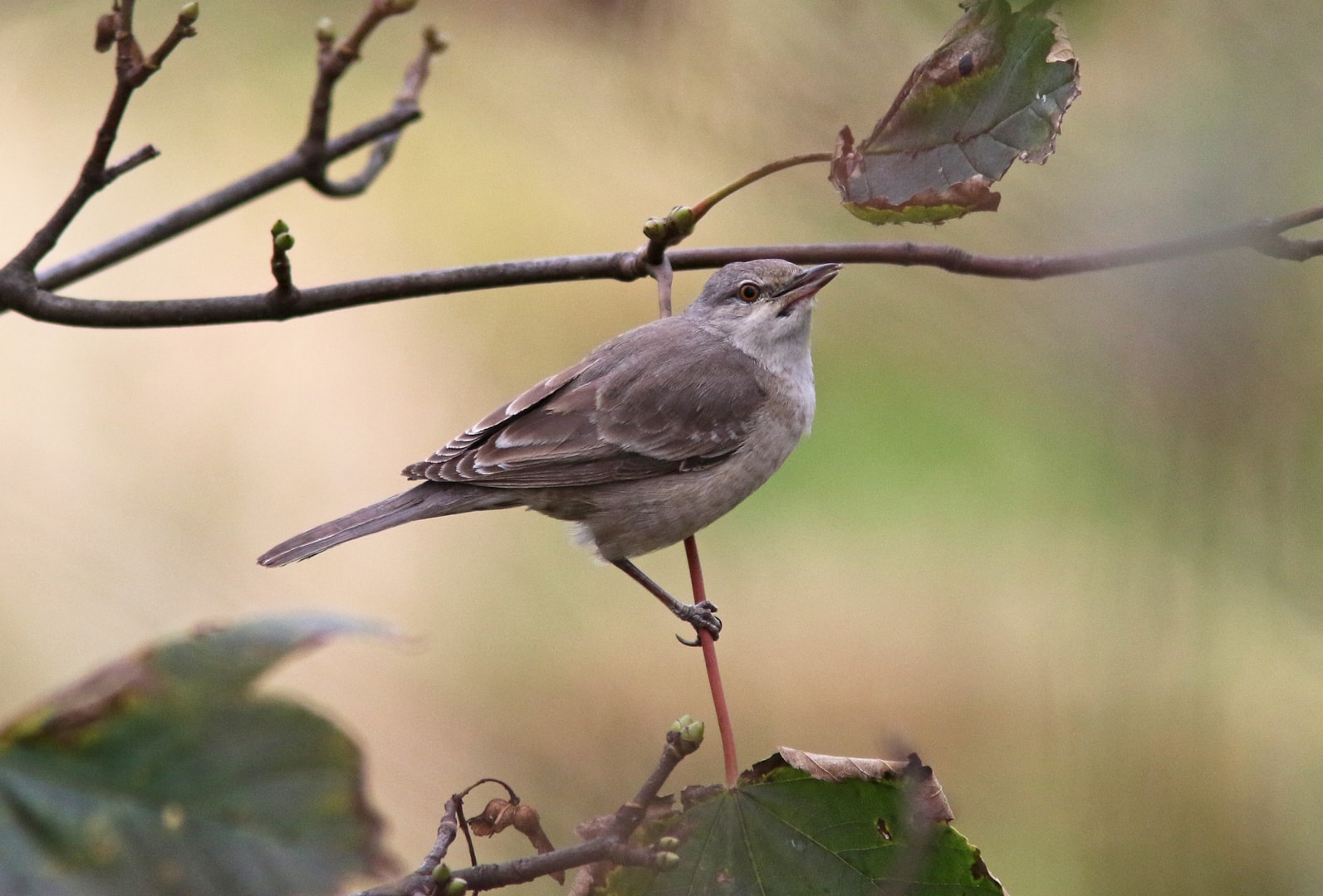 Barred Warbler by Nick Franklin - BirdGuides