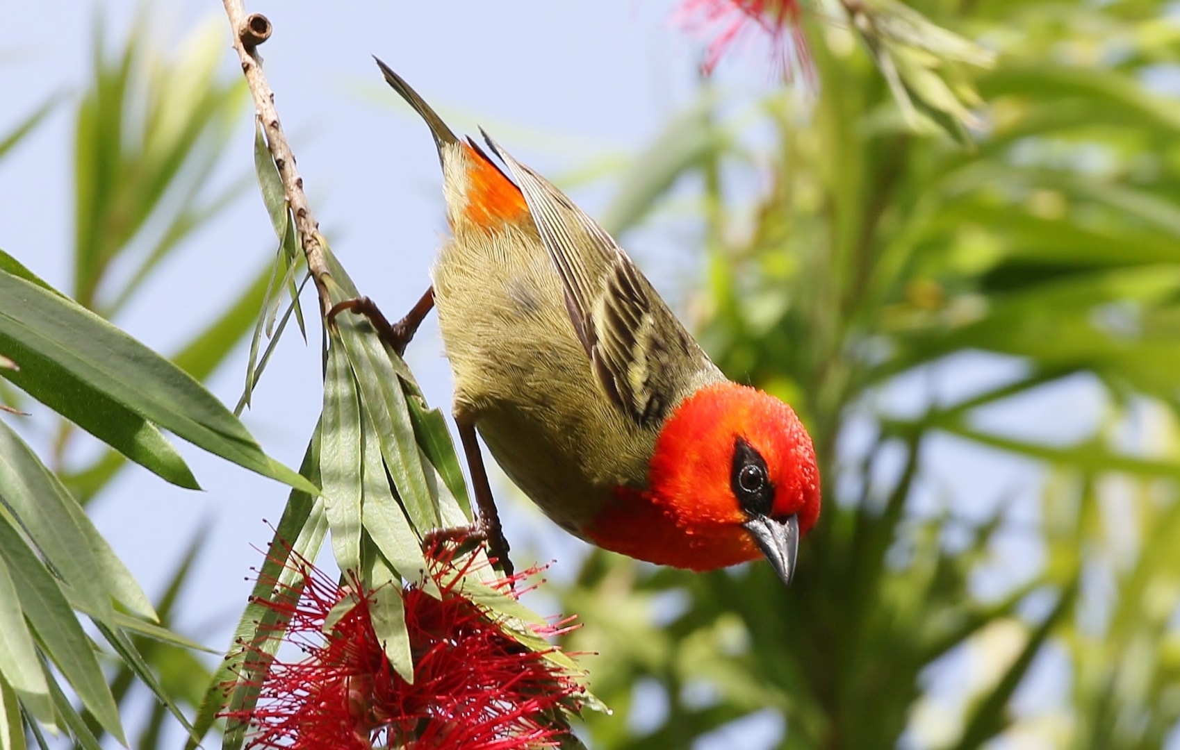 Mauritius Fody by Martin Bond - BirdGuides