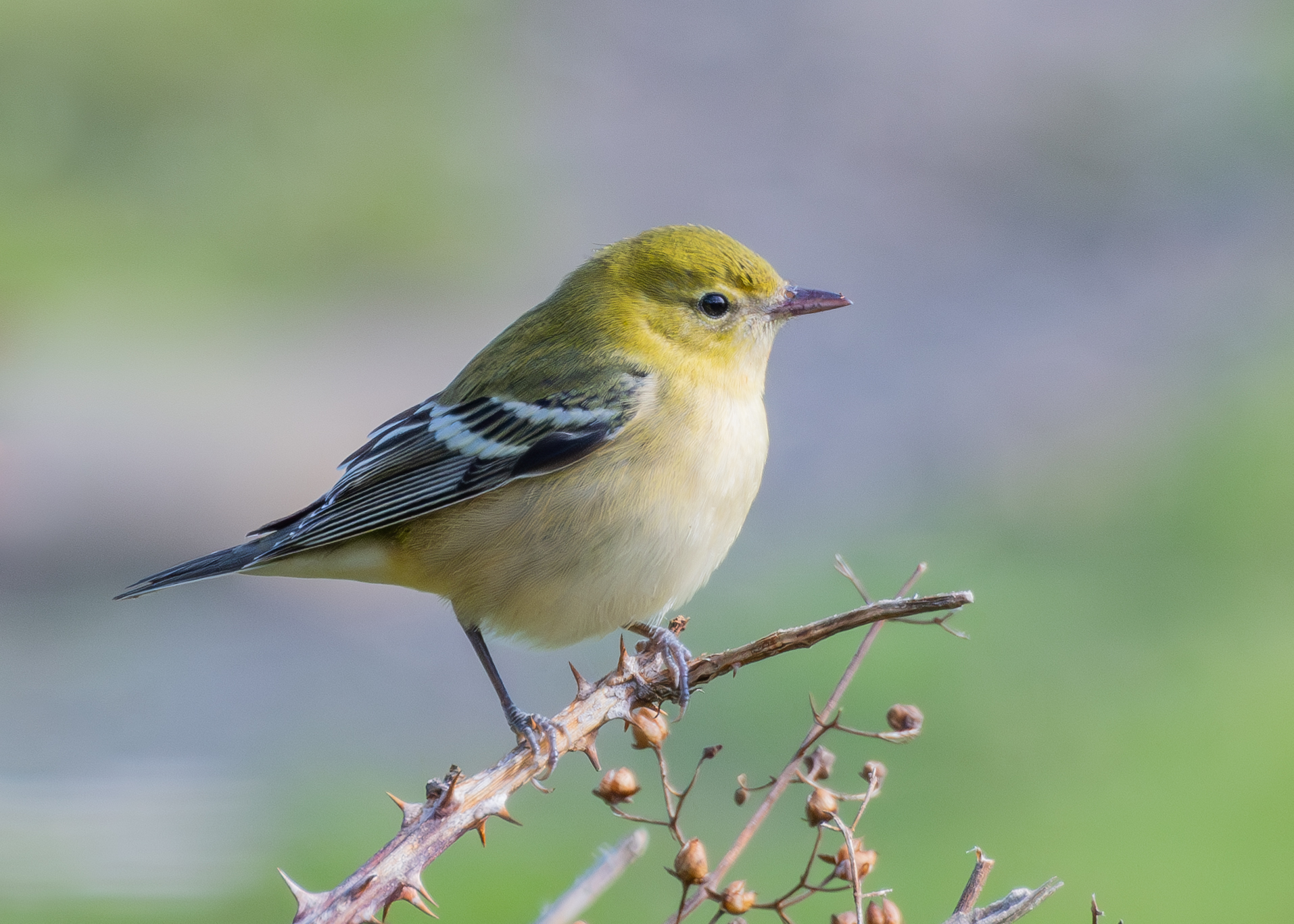 Bay-breasted Warbler by Tom Hines - BirdGuides