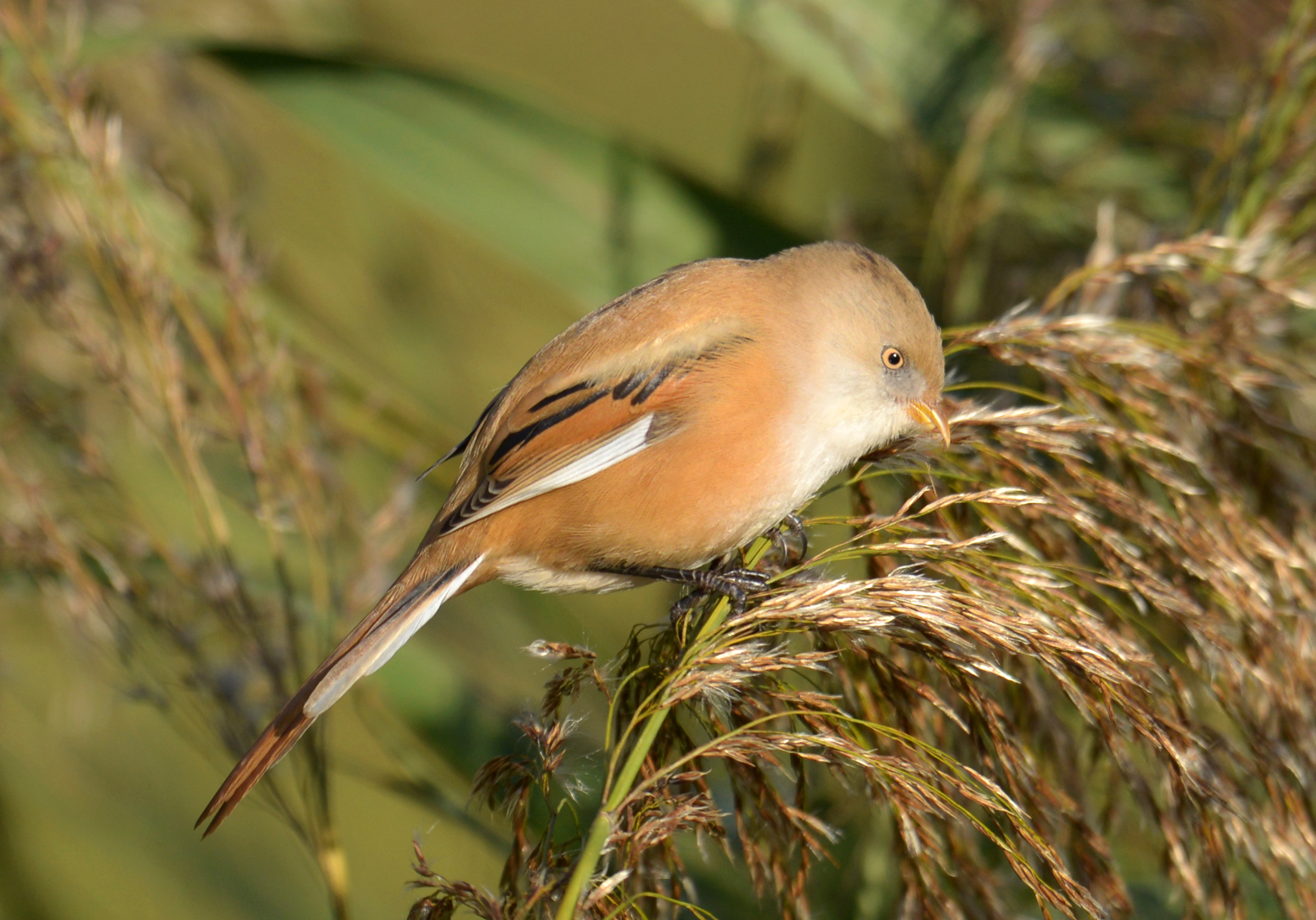 Details : Bearded Tit - BirdGuides