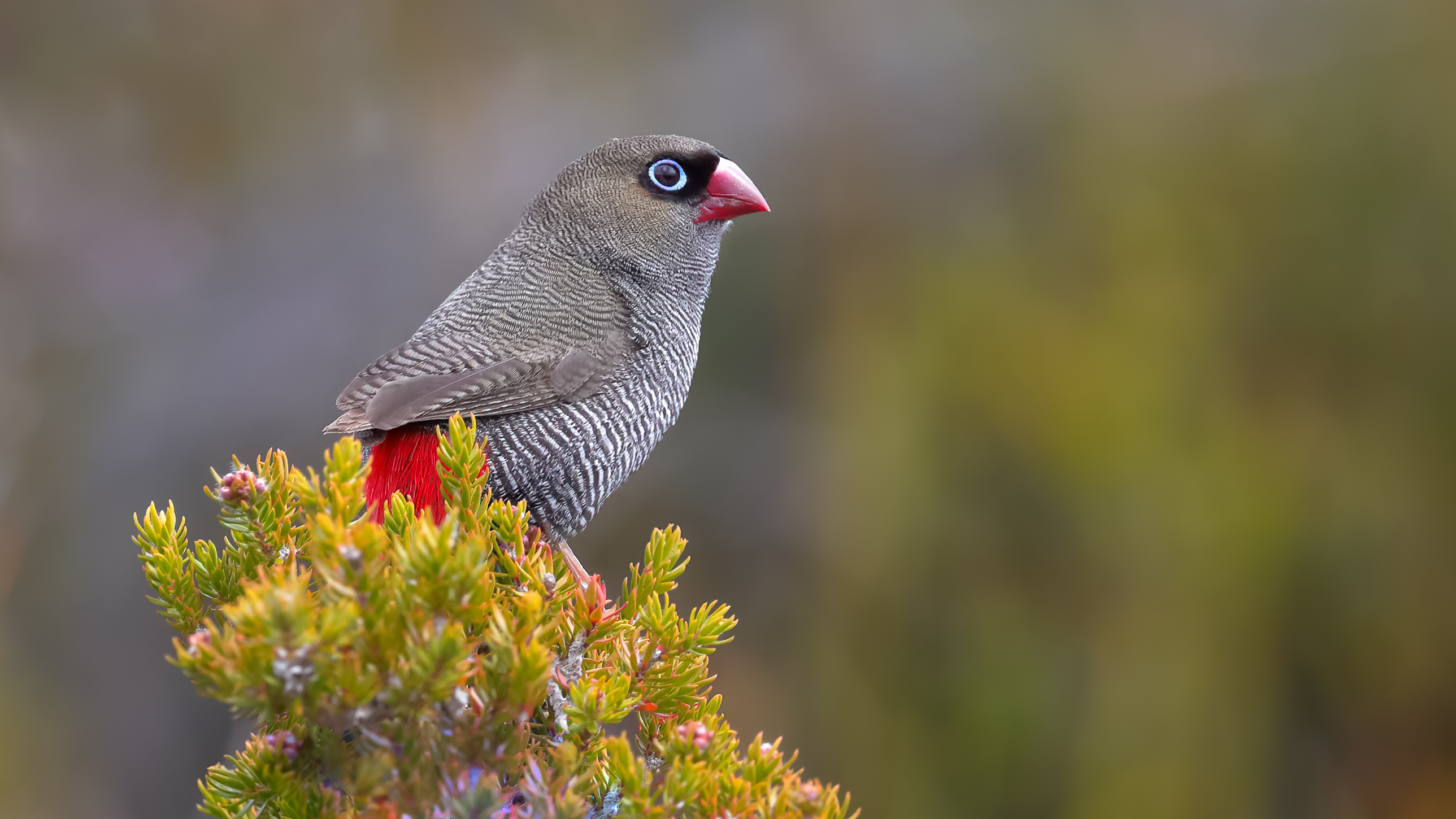 Details : Beautiful Firetail - BirdGuides