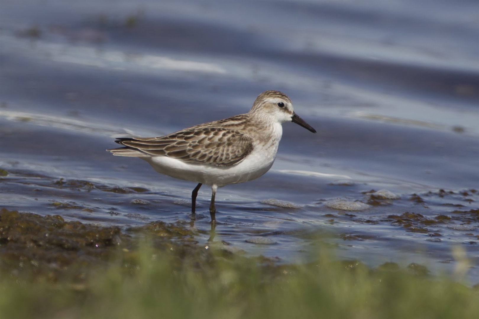 Semipalmated Sandpiper by Daniel Mauras - BirdGuides