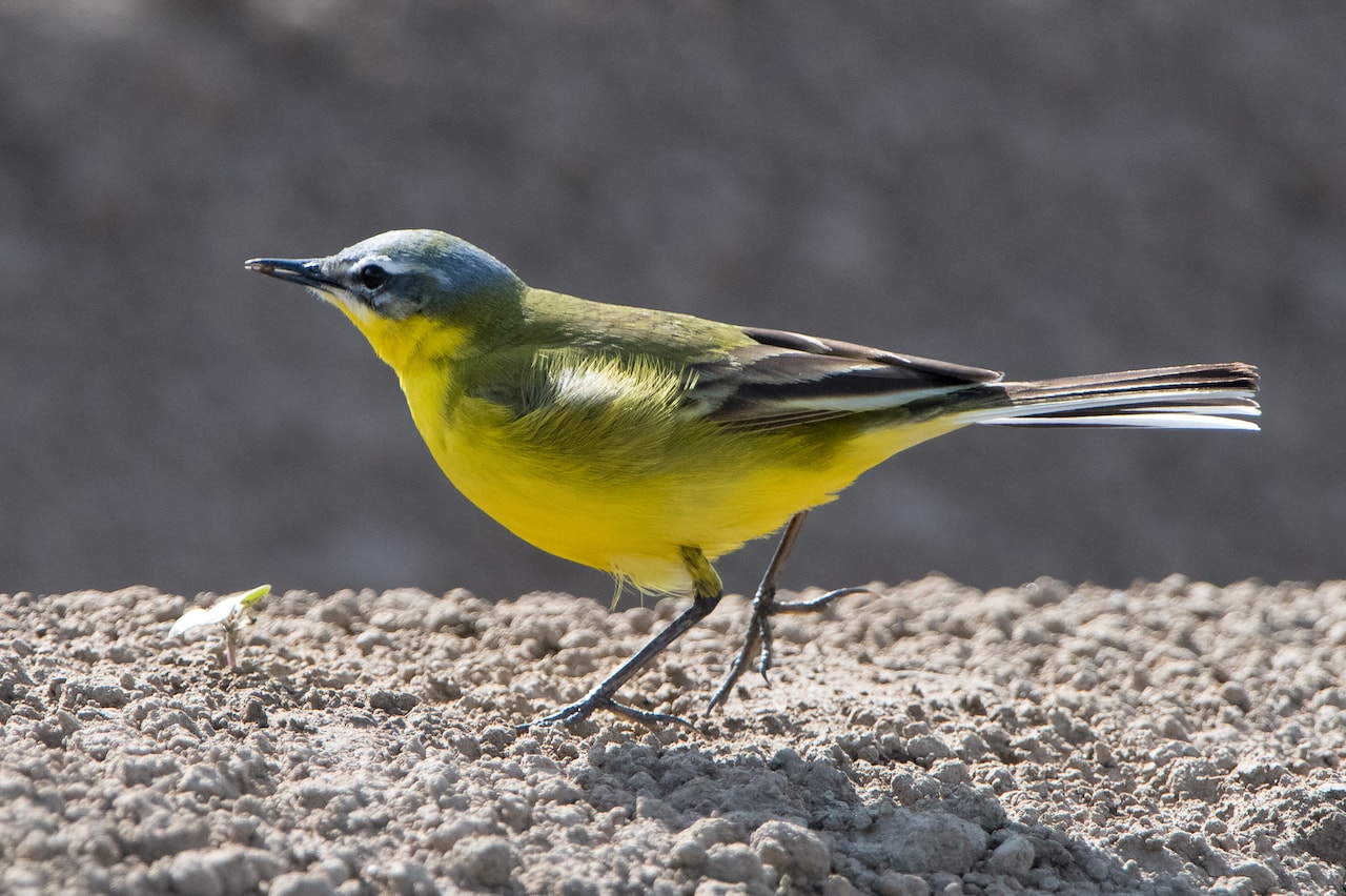 Blue-headed Wagtail by Marc Fasol - BirdGuides
