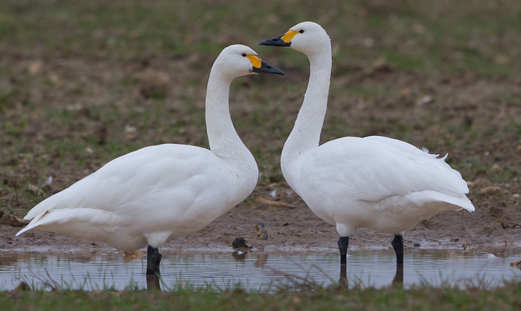 Bewick's Swan by Nick Brown - BirdGuides