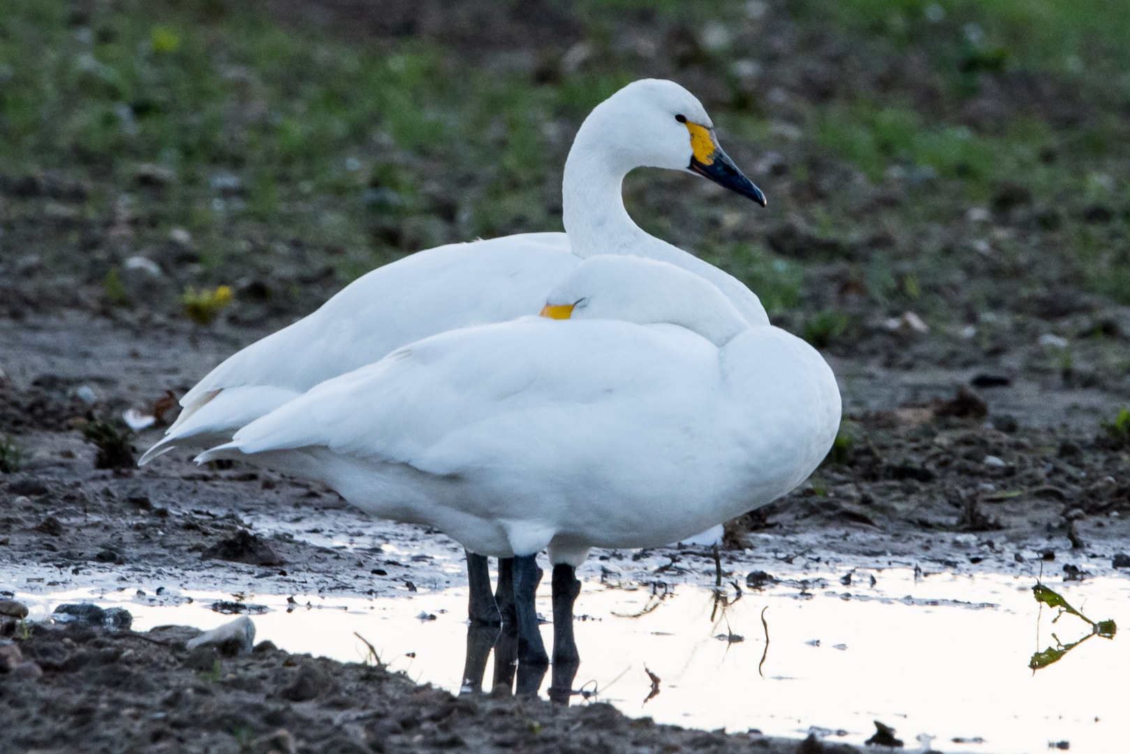 Bewick's Swan by Jim Mountain - BirdGuides