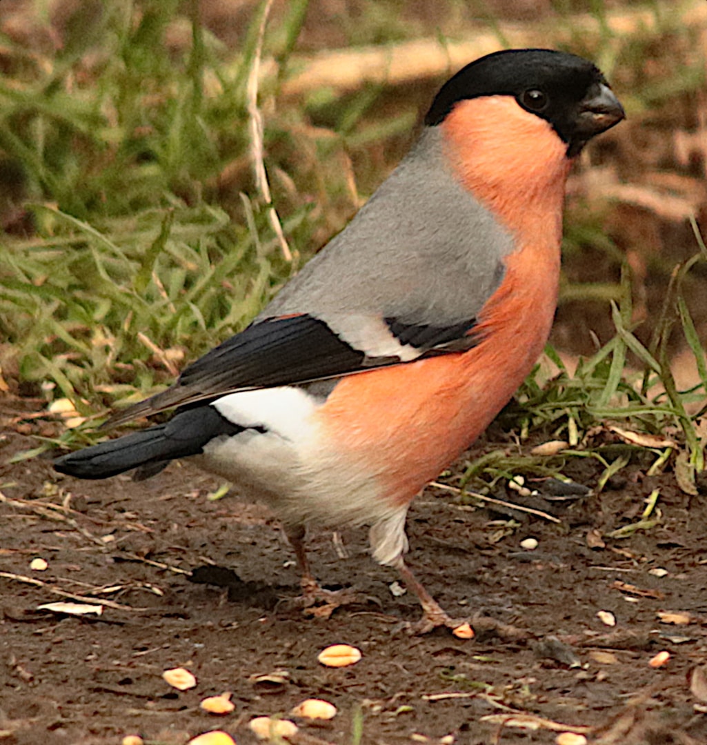 Eurasian Bullfinch by David A Johnston - BirdGuides