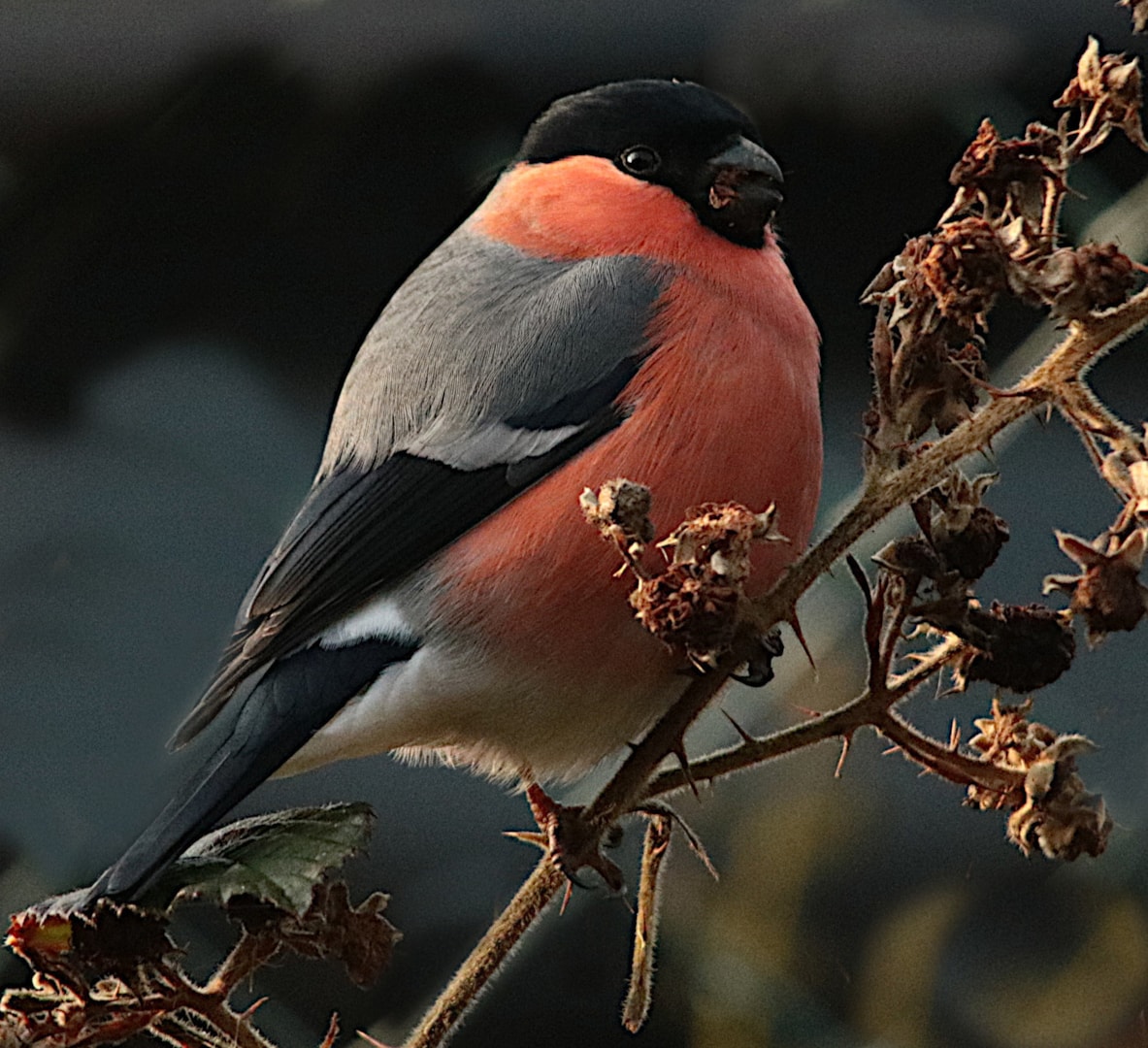 Eurasian Bullfinch by David A Johnston - BirdGuides