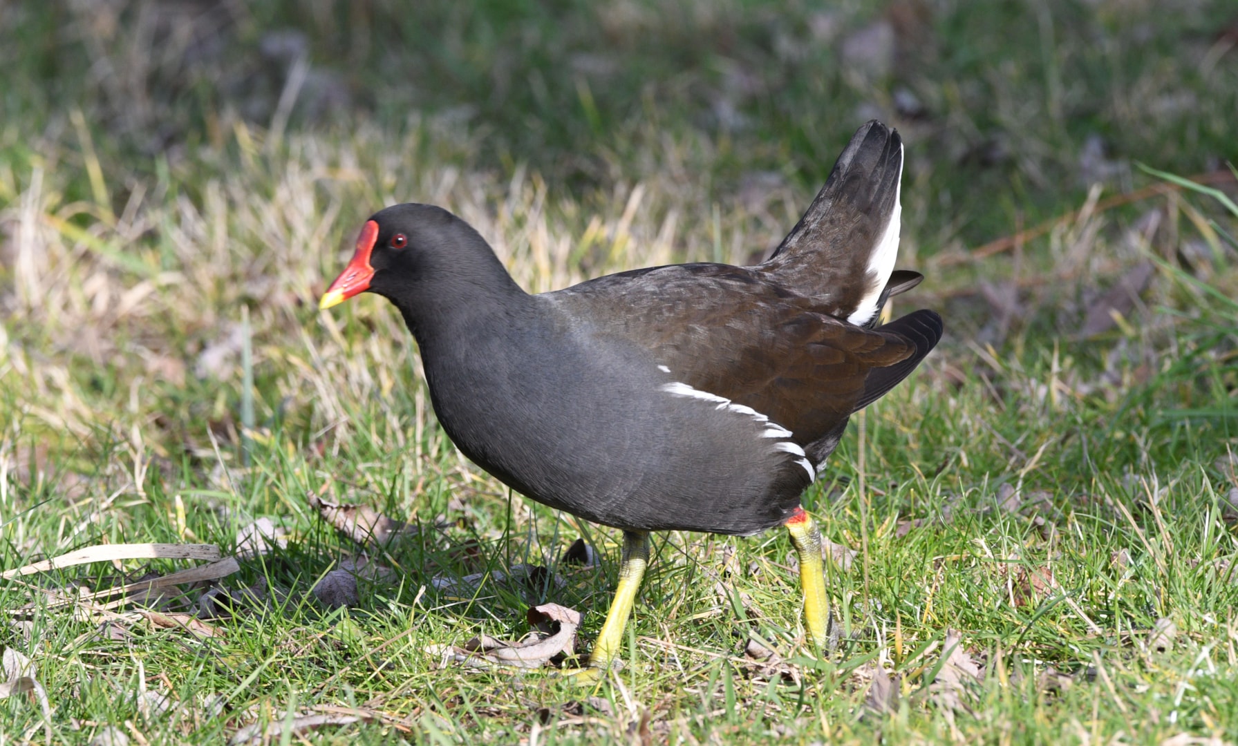 Common Moorhen by Steve Clark - BirdGuides