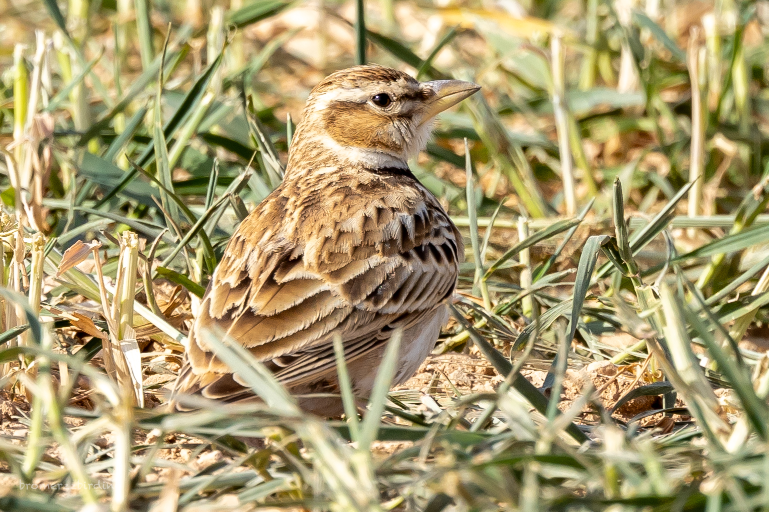 Bimaculated Lark by Peter Bromley - BirdGuides