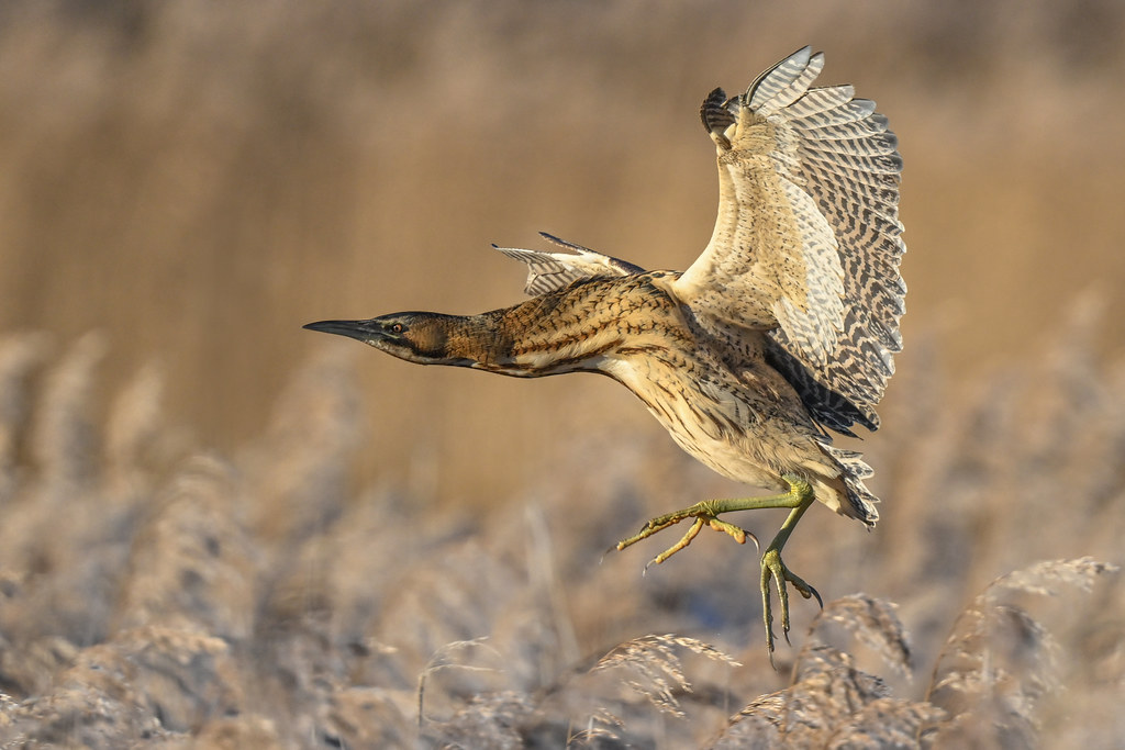 RSPB survey confirms bittern is spreading north - BirdGuides