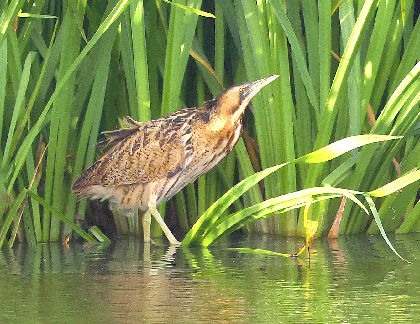 Eurasian Bittern by Mike Haberfield - BirdGuides