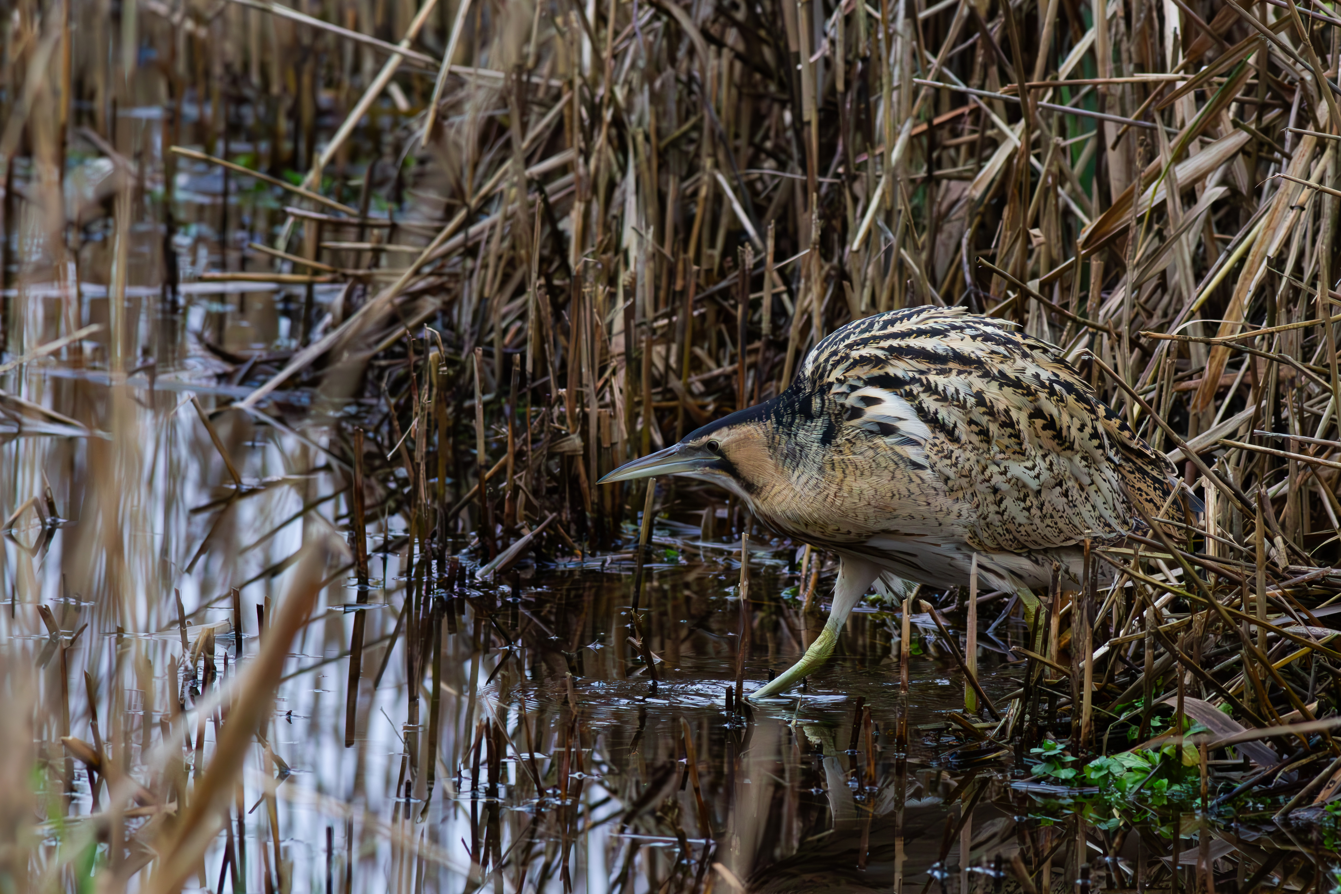 Eurasian Bittern by Benji Stedman - BirdGuides