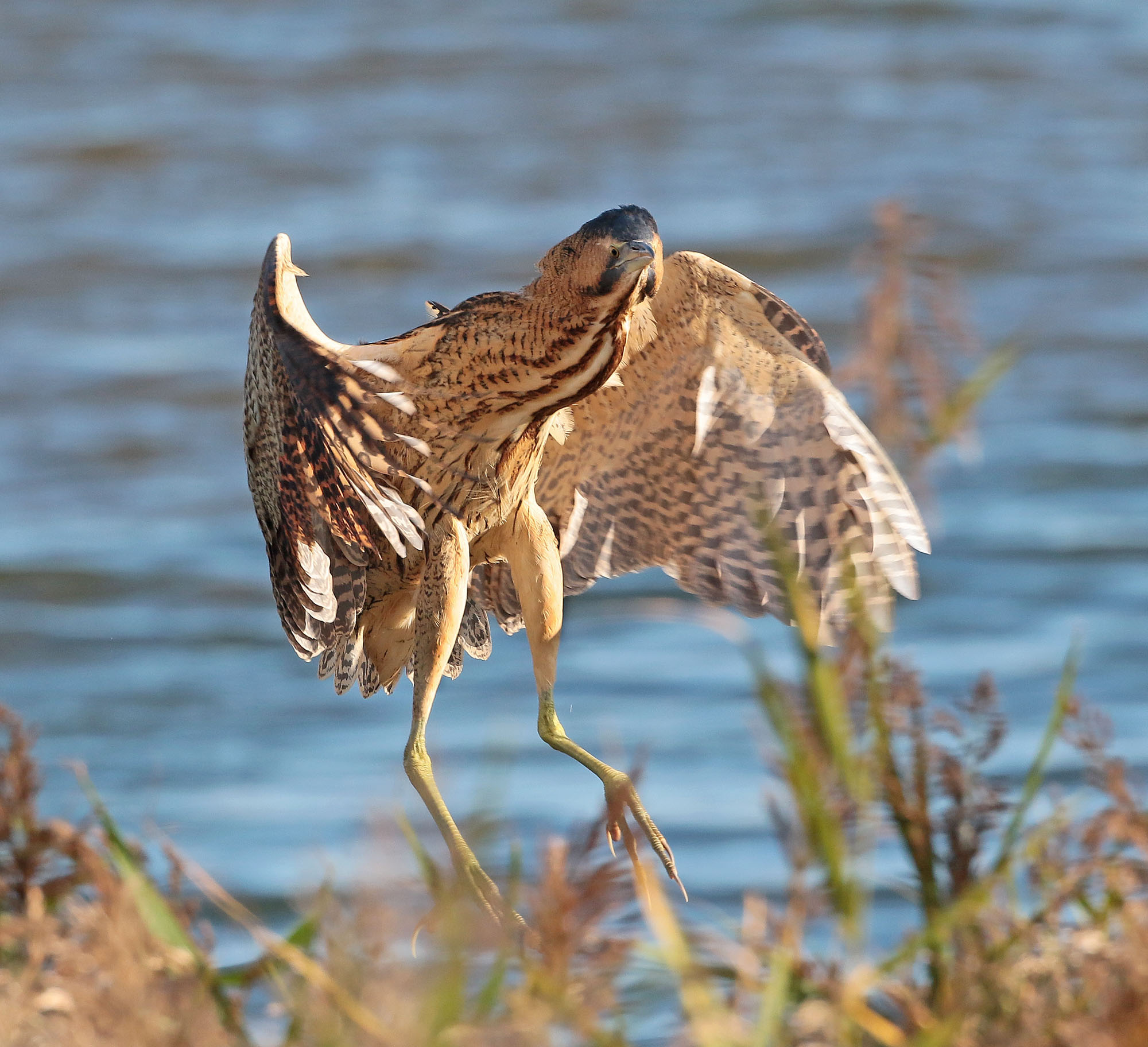 Details : Eurasian Bittern - BirdGuides