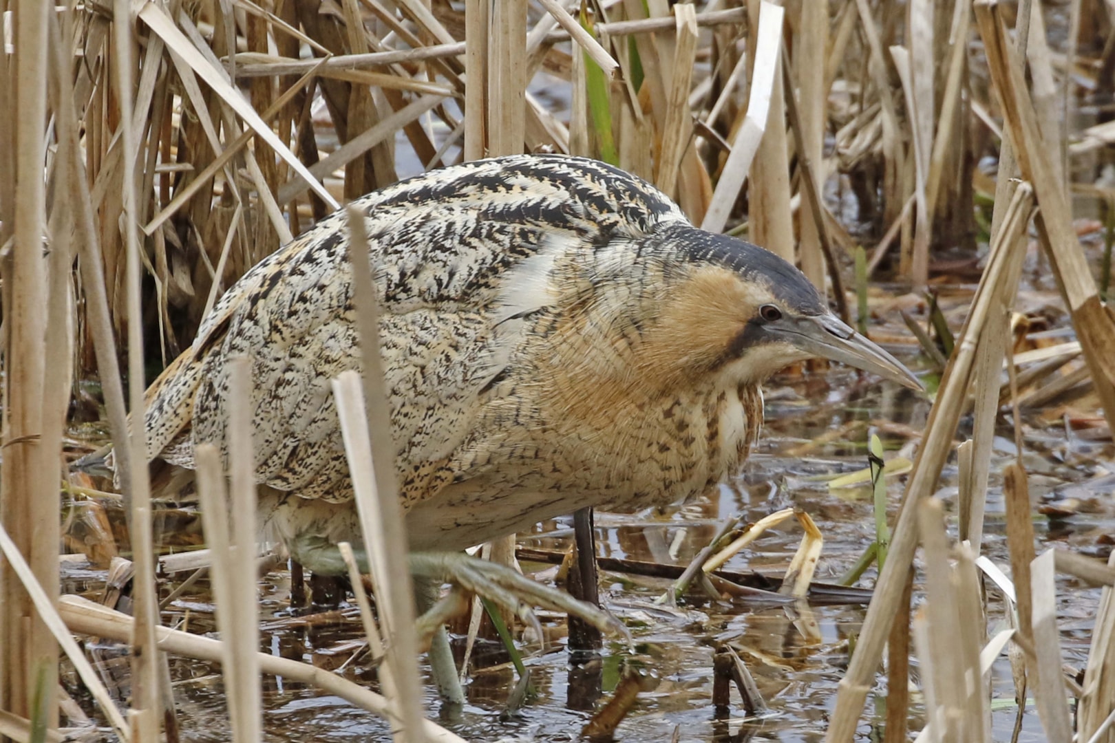 Eurasian Bittern by Chris Rose - BirdGuides