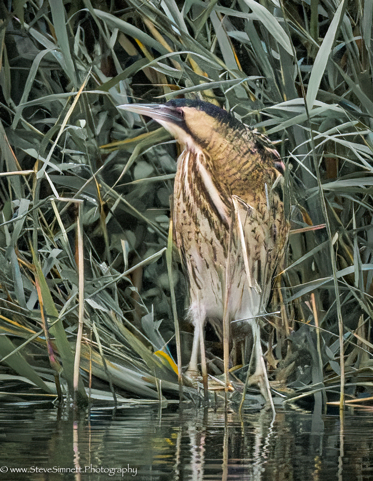 Eurasian Bittern by Steve Simnett - BirdGuides