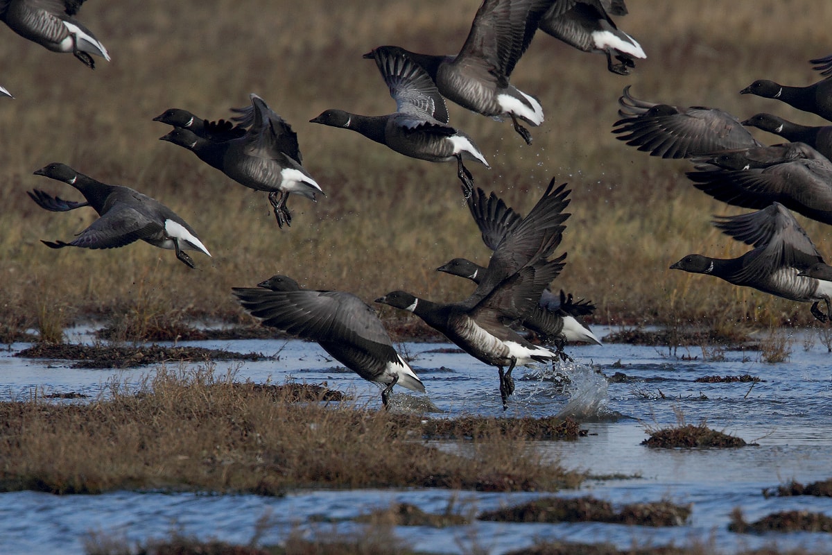 Black Brant by Chris Mayne - BirdGuides